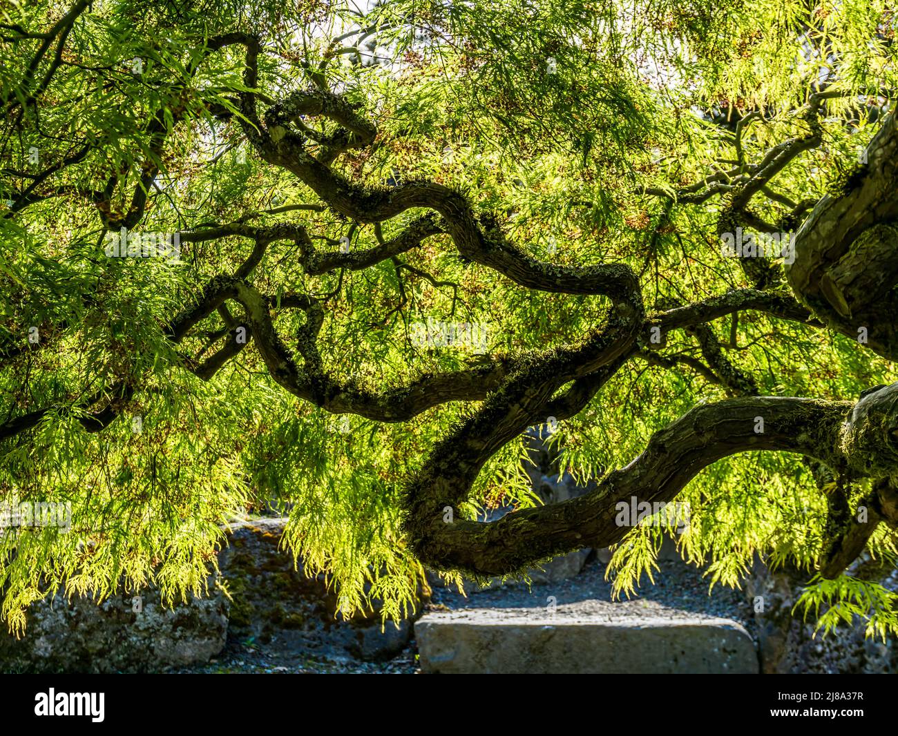 Light shines through a Japanese Maple giving the branches an abstract ...