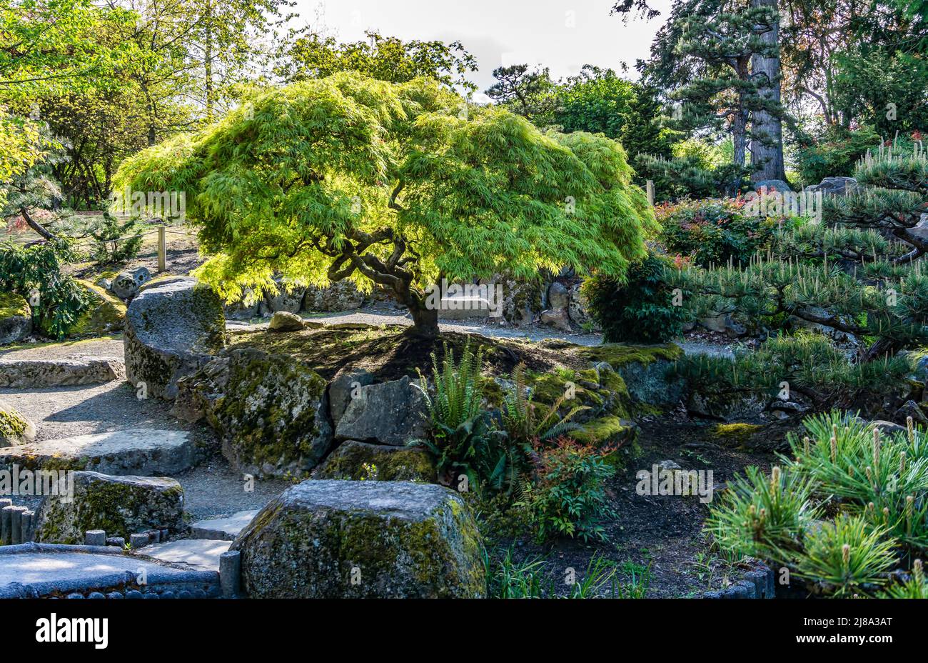 Light shines through a Japanese Maple tree at a garden in Seatac ...