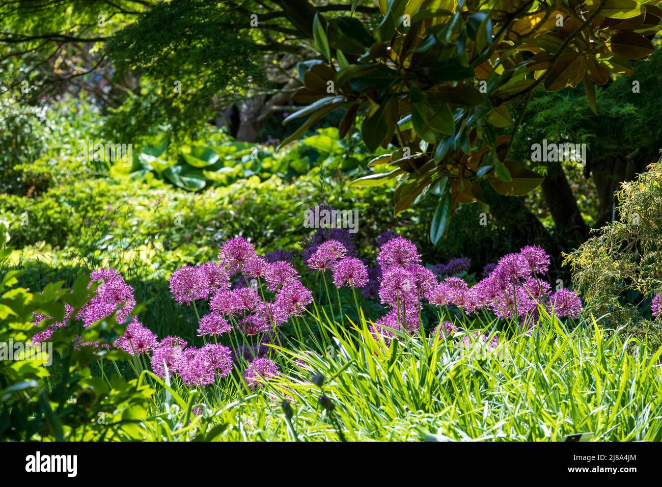 Cluster of purple allium flowers on tall stems growing in a grassy ...