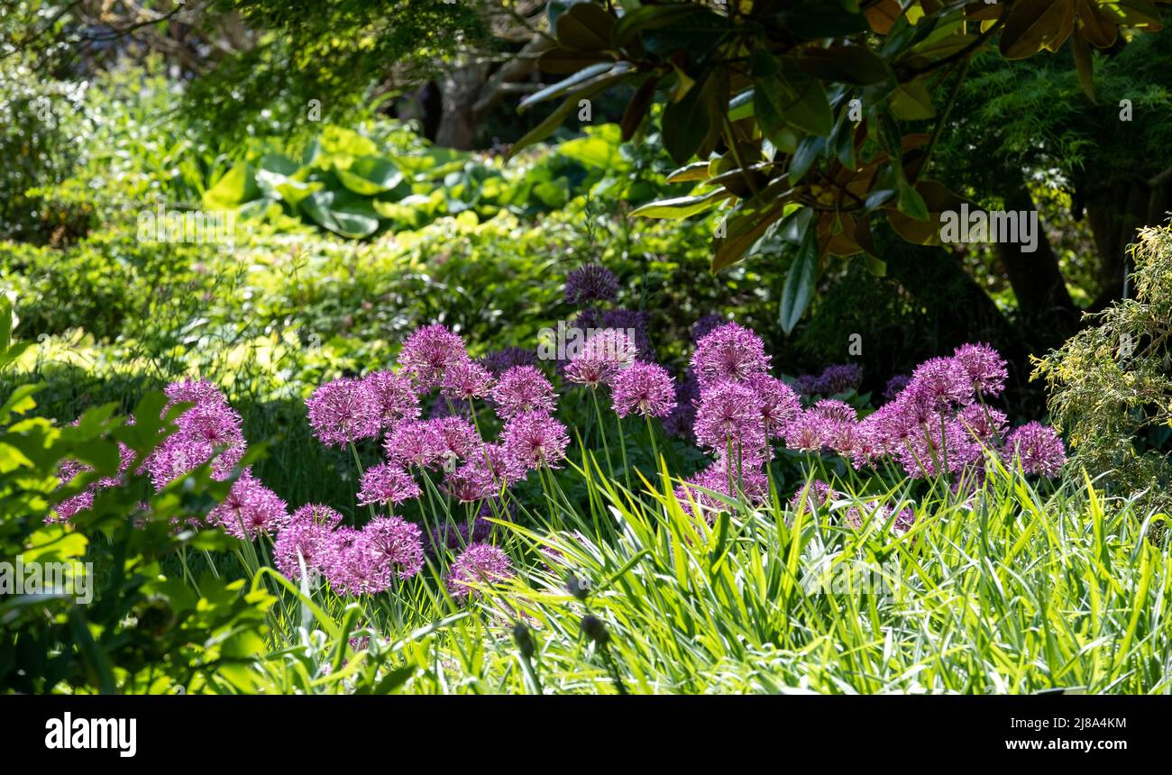 Cluster of purple allium flowers on tall stems growing in a grassy ...