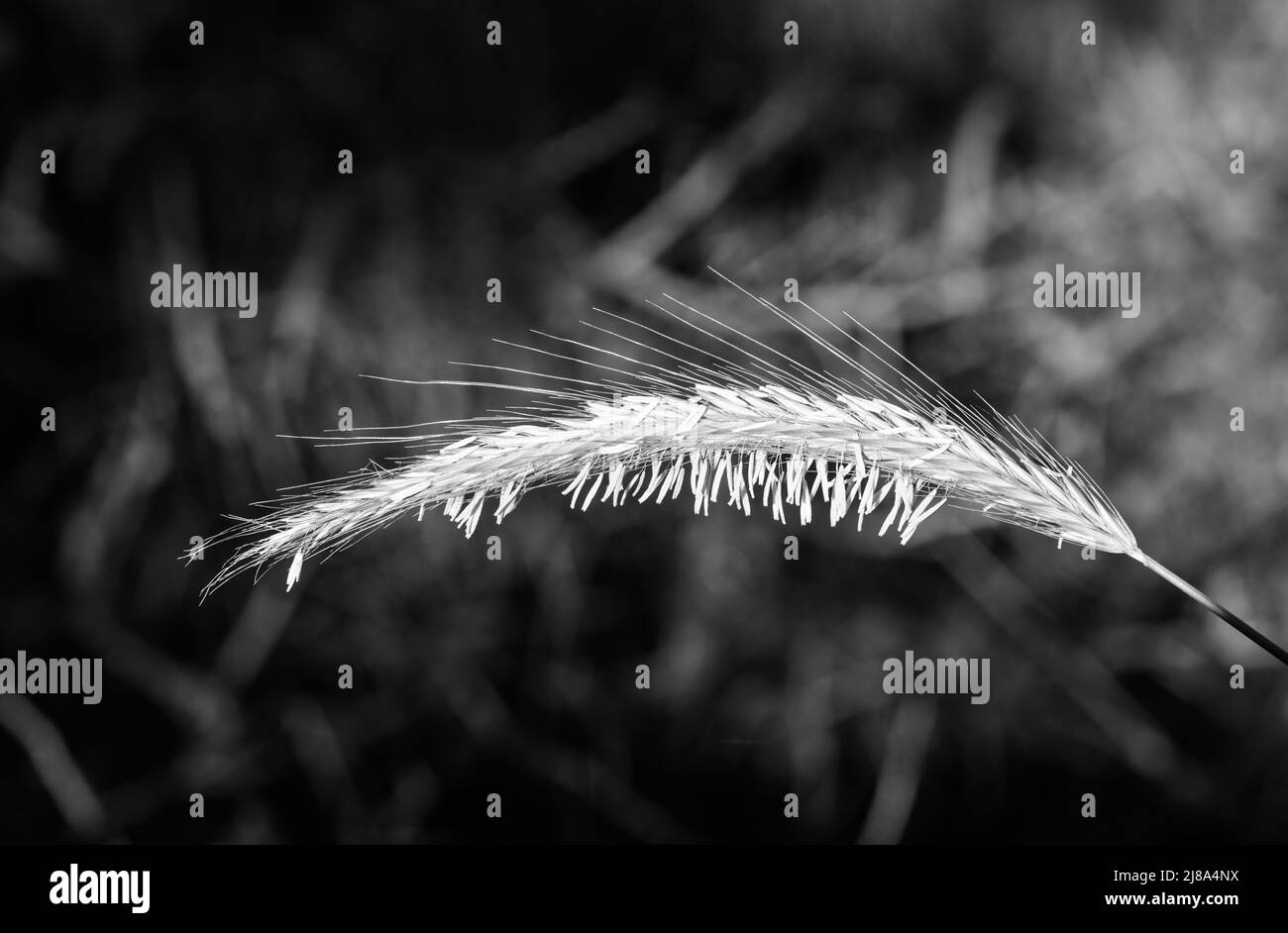 Flowering Turkish grasses Stock Photo - Alamy