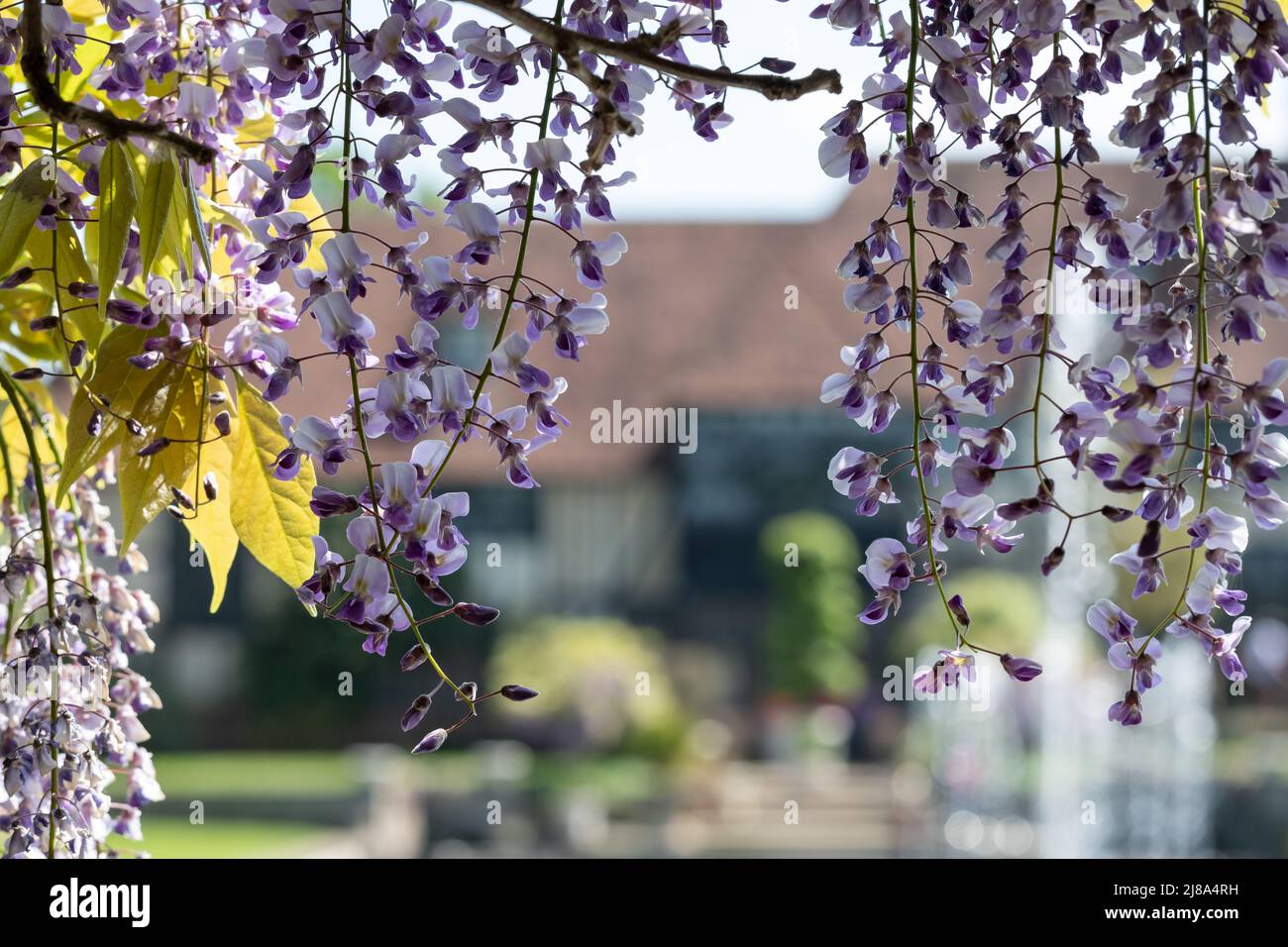 Purple flowered wisteria at RHS Wisley, flagship garden of the Royal ...