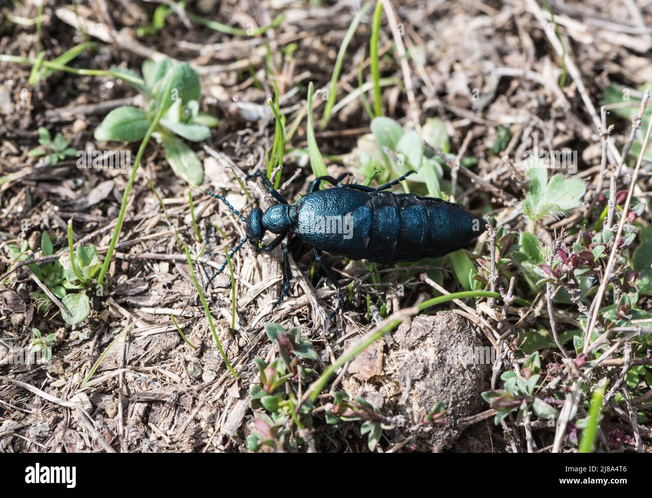Oil beetle in nature hi-res stock photography and images - Alamy