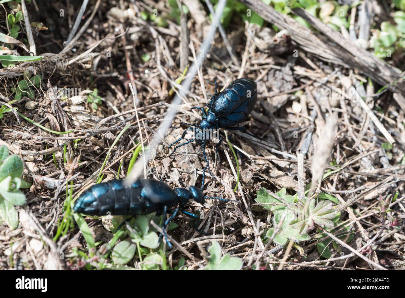 Oil beetle in nature hi-res stock photography and images - Alamy