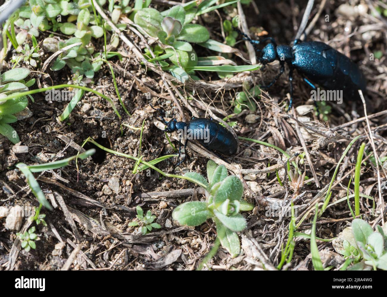 Oil beetle in nature hi-res stock photography and images - Alamy