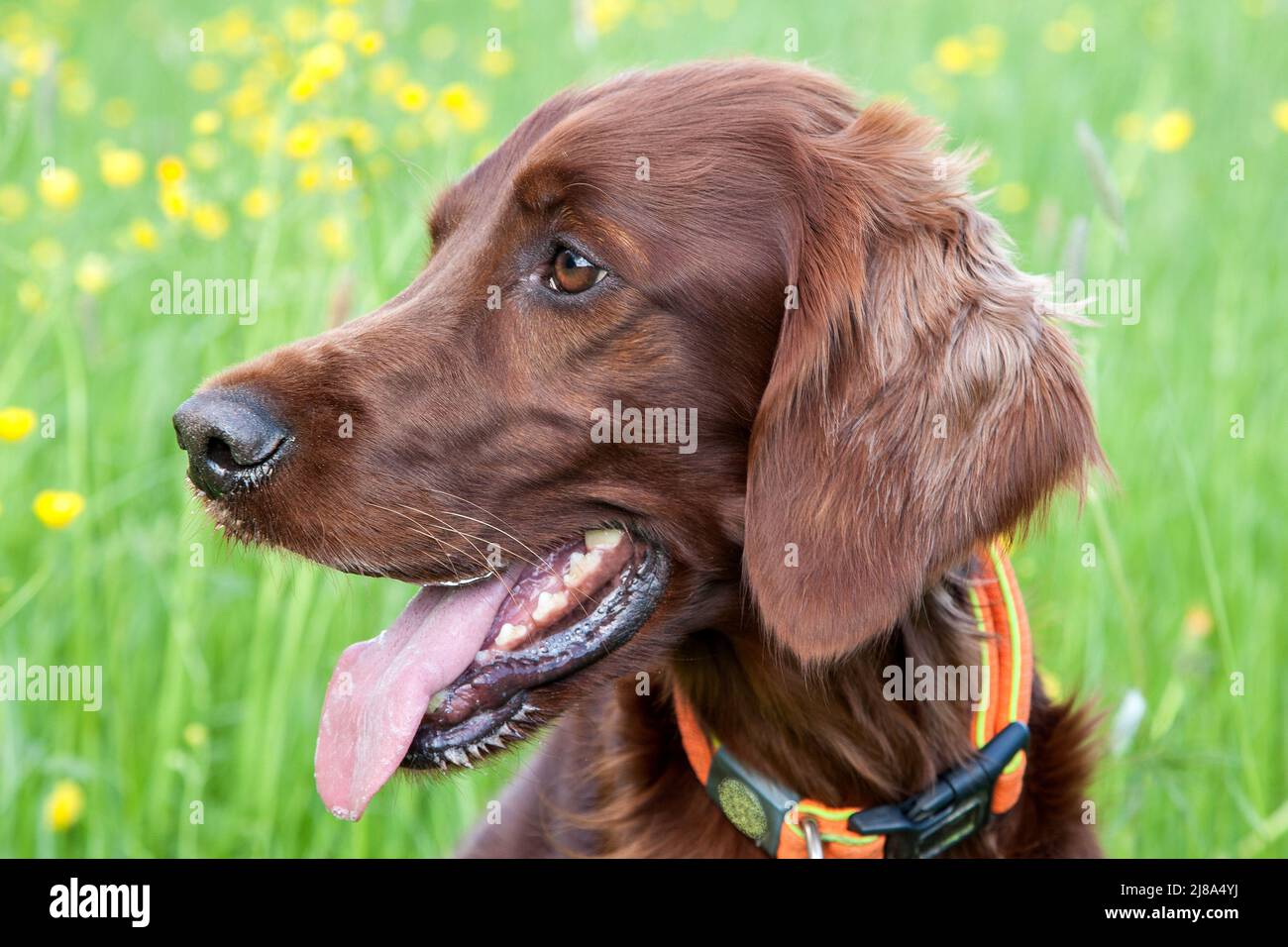 Beautiful portrait photo of an Irish Setter hunting dog sitting on a ...