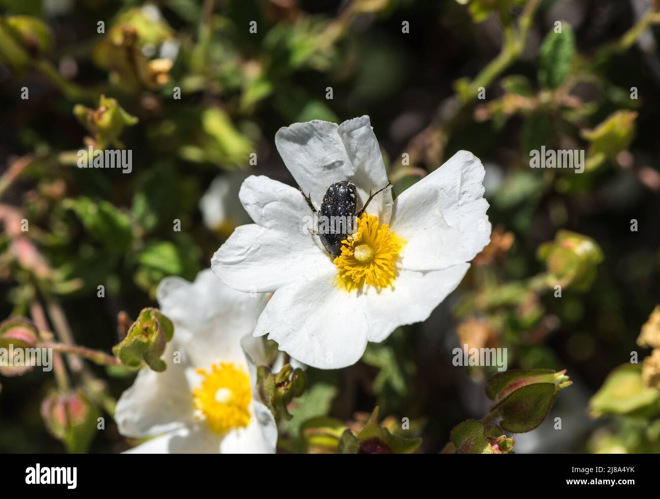 Feeding Middle-East Flower Scarab (Oxythyrea cinctella) - white lines ...