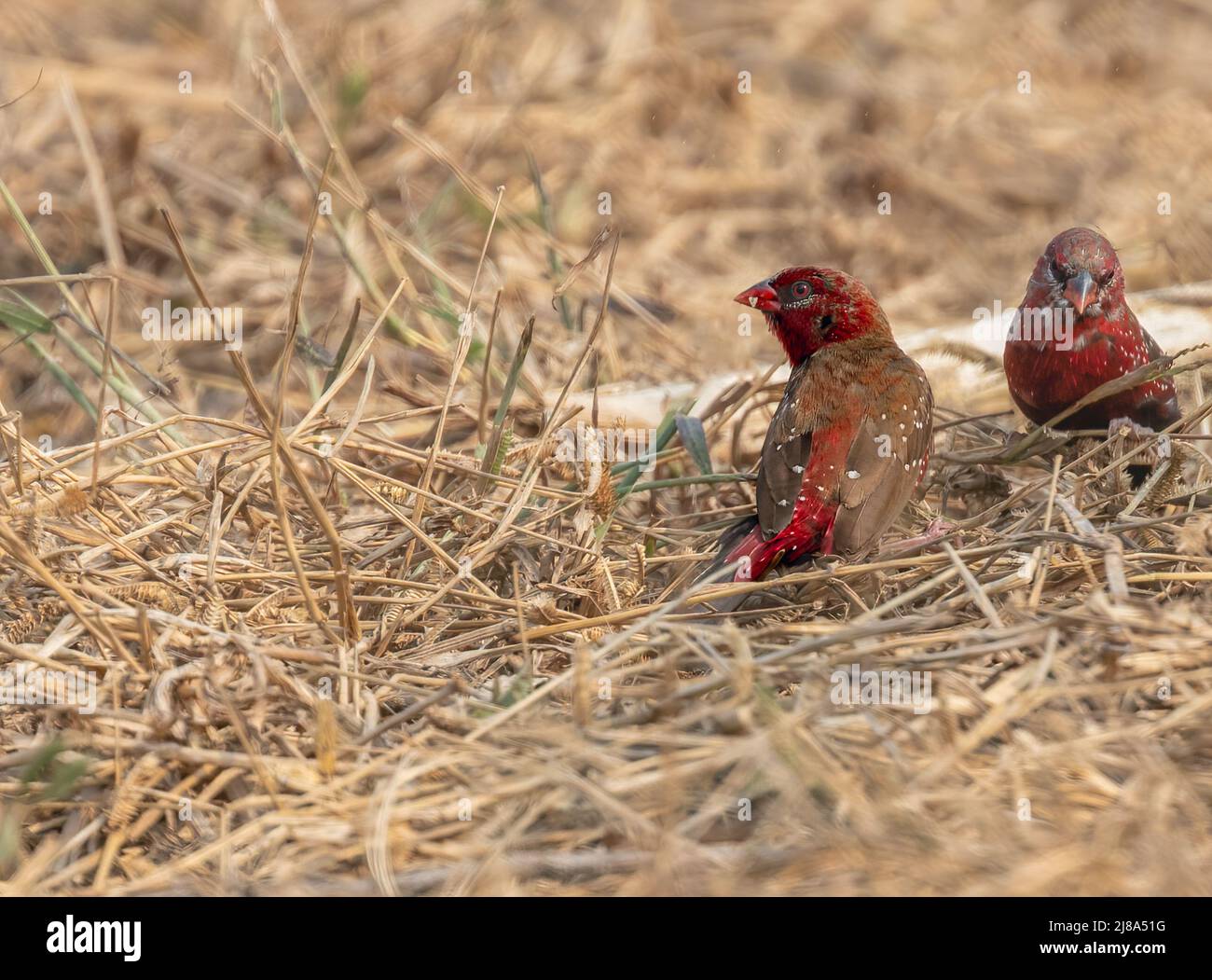 Avadavat and india hi-res stock photography and images - Alamy