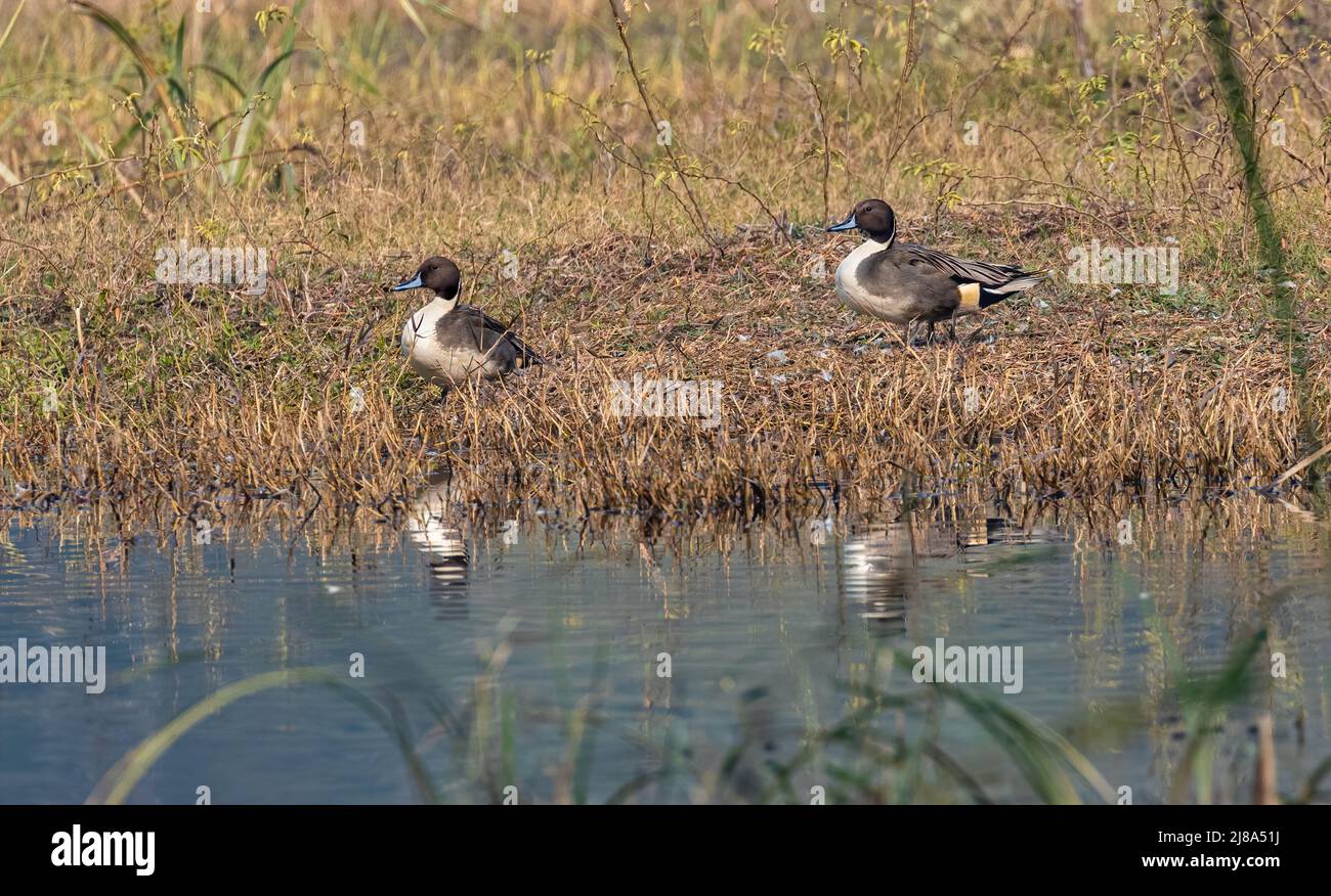 Pintail ducks in flight hi-res stock photography and images - Alamy