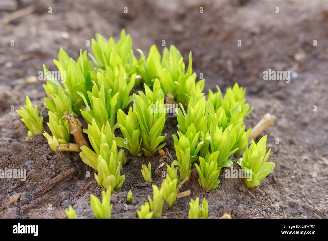 New plant begins to grow in spring, the concept of nature ecology and ...