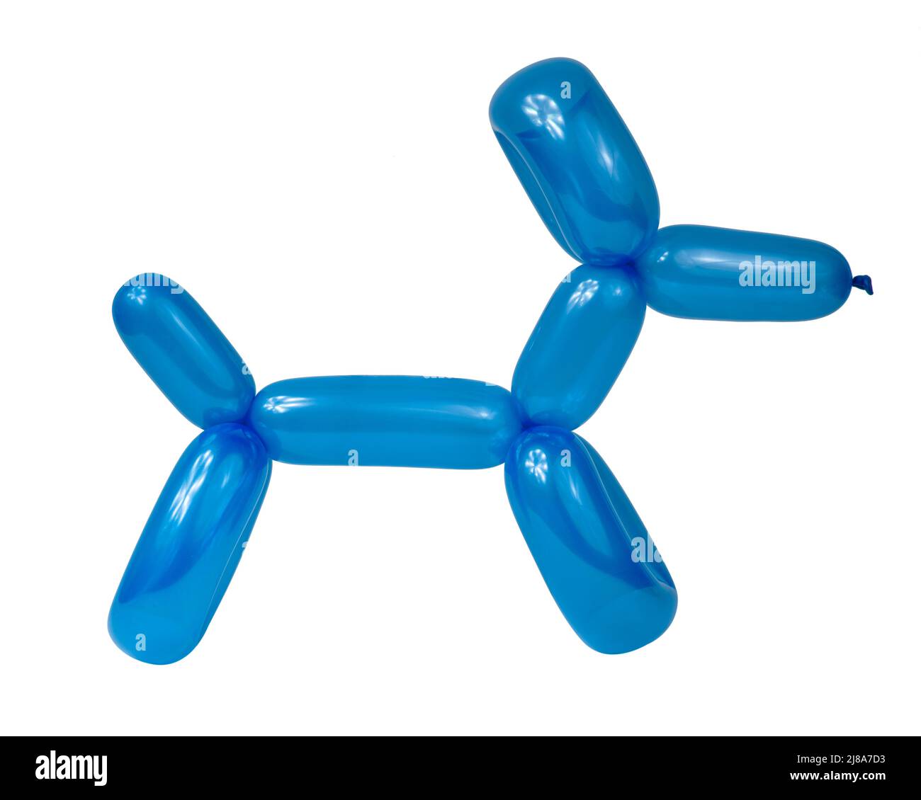 Blue balloon dog model party fun isolated on the white background Stock ...