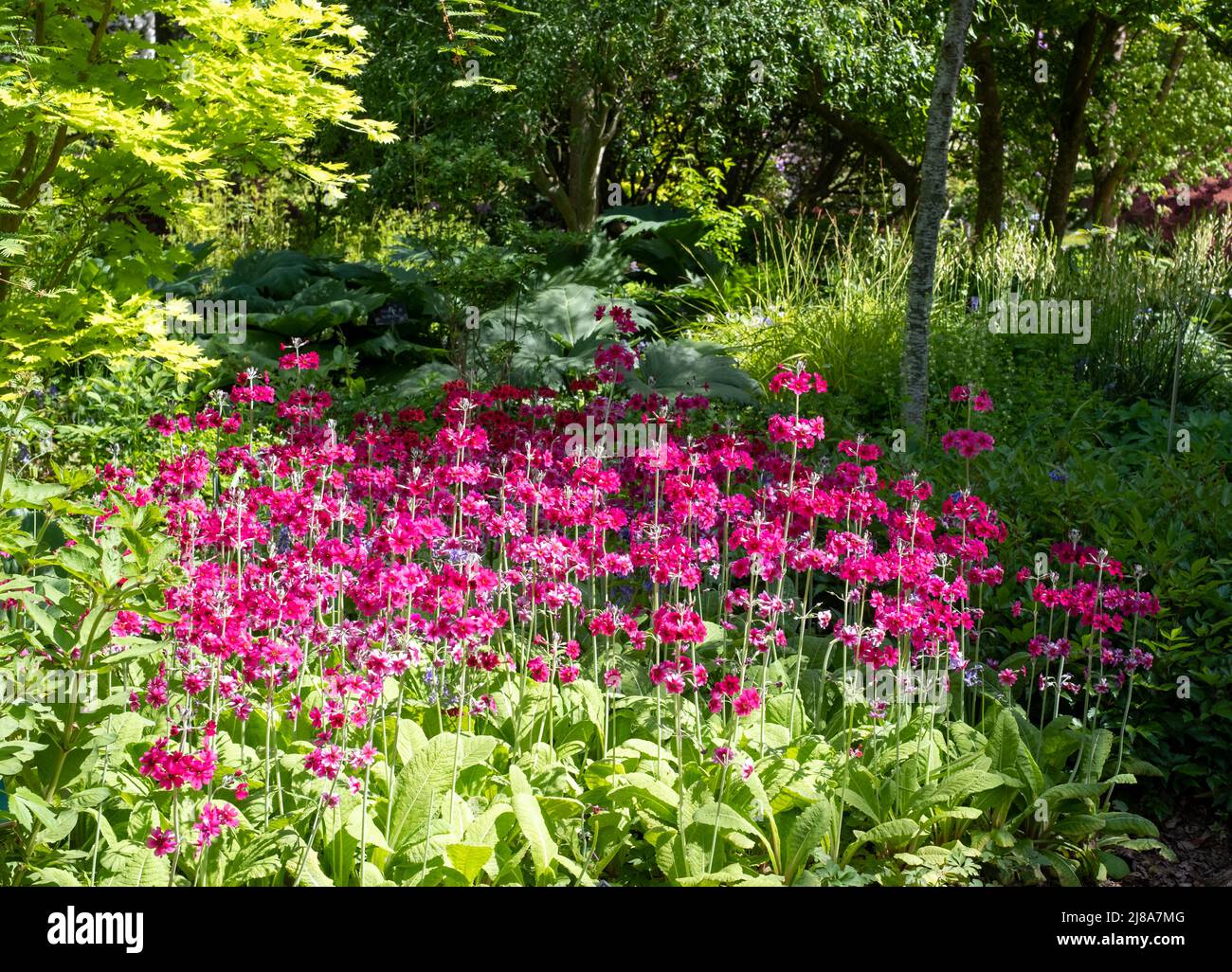 Primula Pulverulenta, or Mealy Primrose, dark pink colour flowers ...