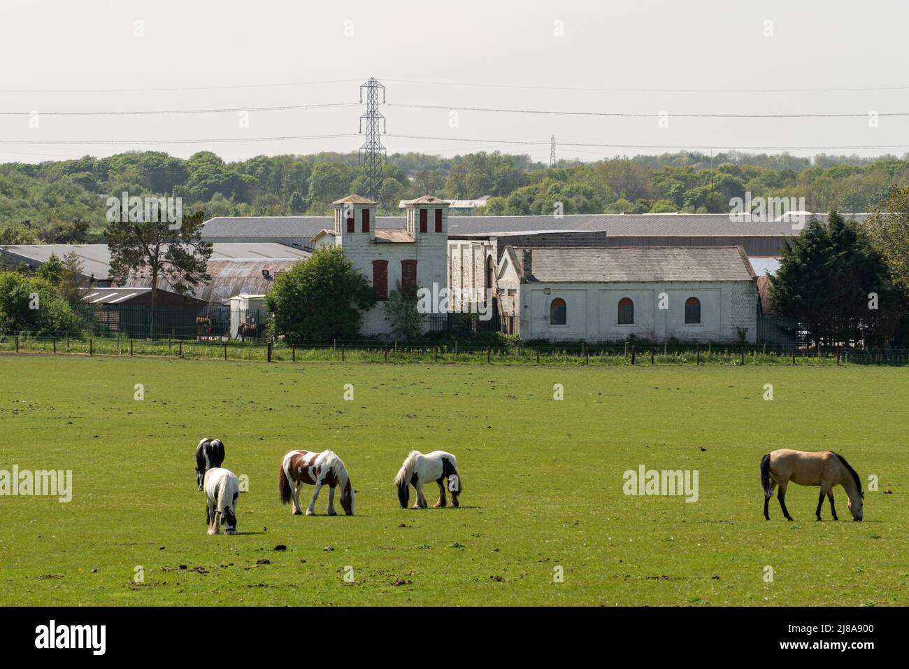 View with horses of former colliery building at Church Farm, Earsdon ...