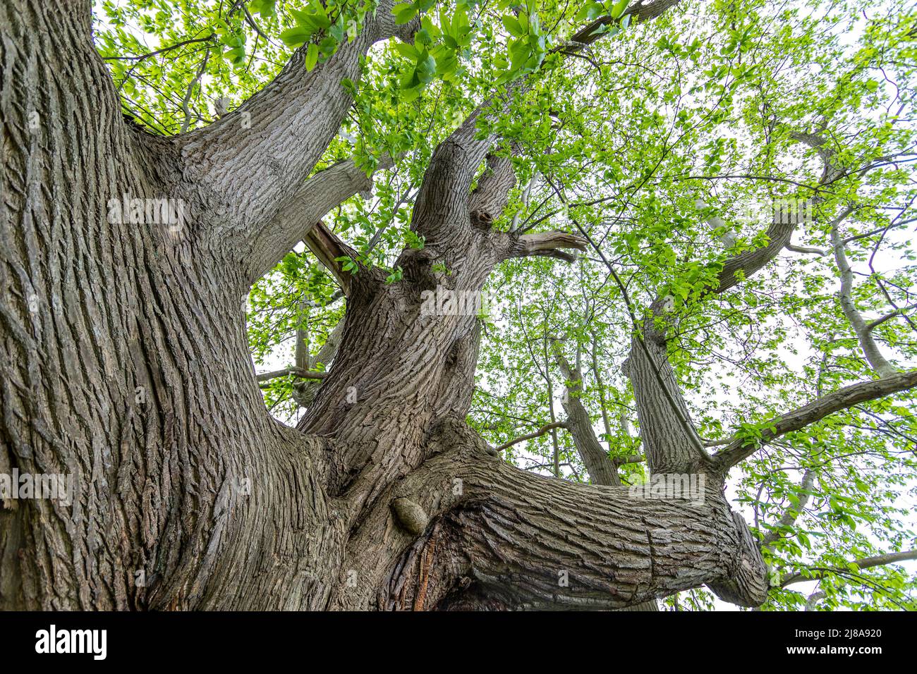 Veteran Sweet chestnut tree - Castanea sativa - Lydney Park Estate ...