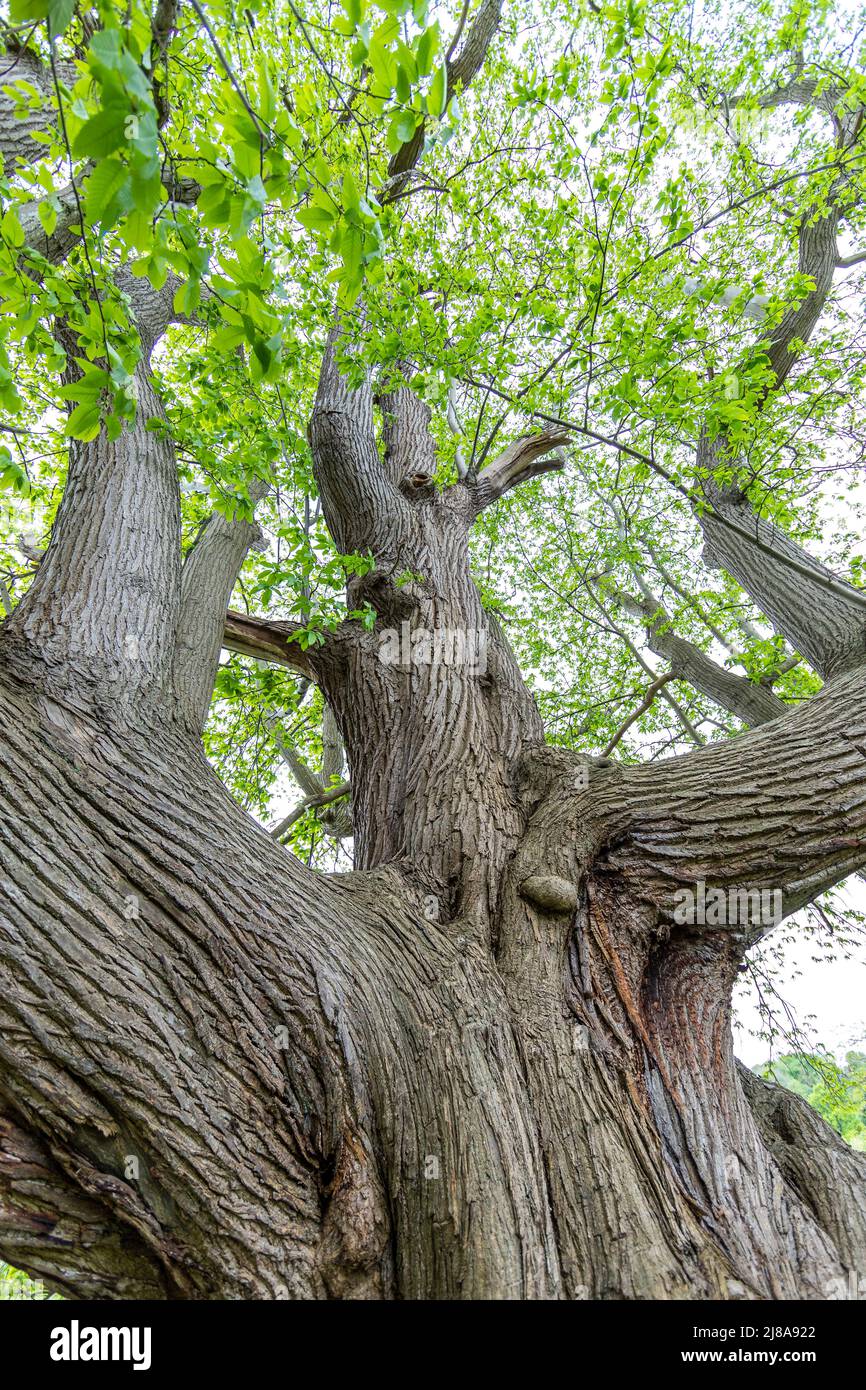 Veteran Sweet chestnut tree - Castanea sativa - Lydney Park Estate ...