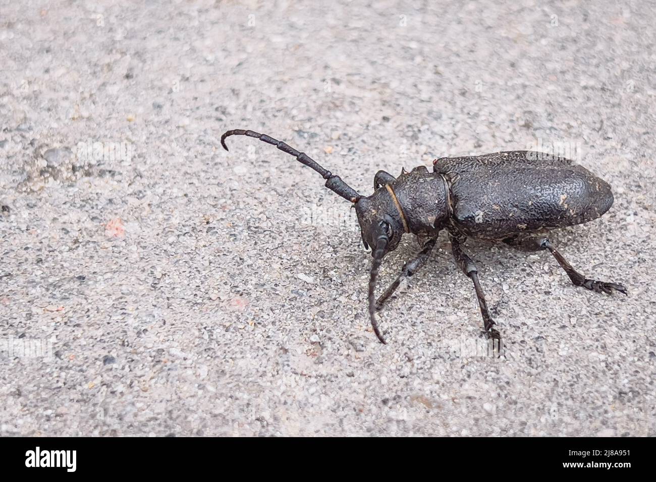 Black big bug with long antennas on the road with copy space Stock ...