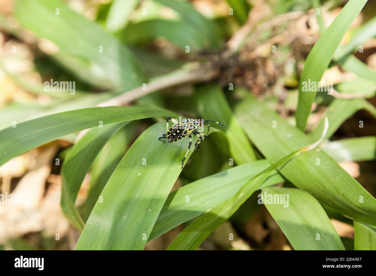 Wild life - Colorful Hemiptera tropical rainforest insect Stock Photo ...