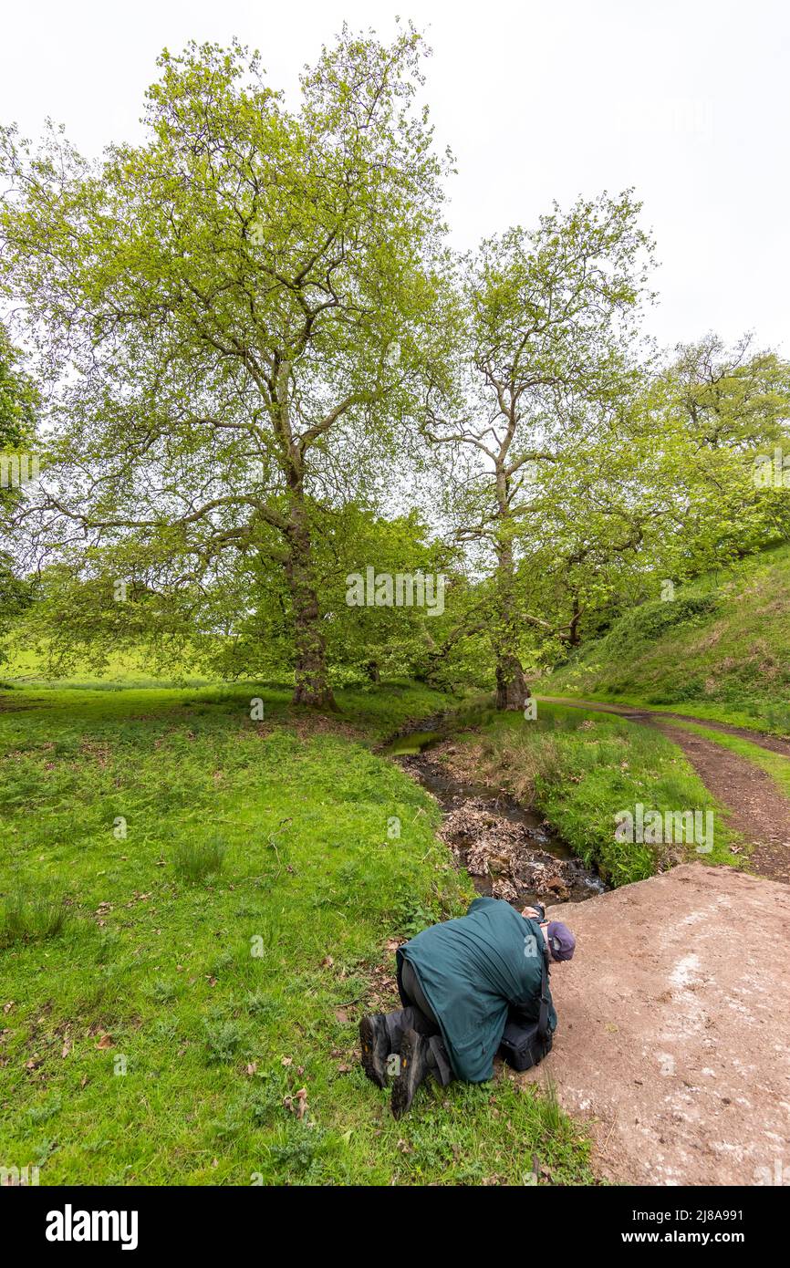 Mature plane platanus acerifolia trees hi-res stock photography and ...