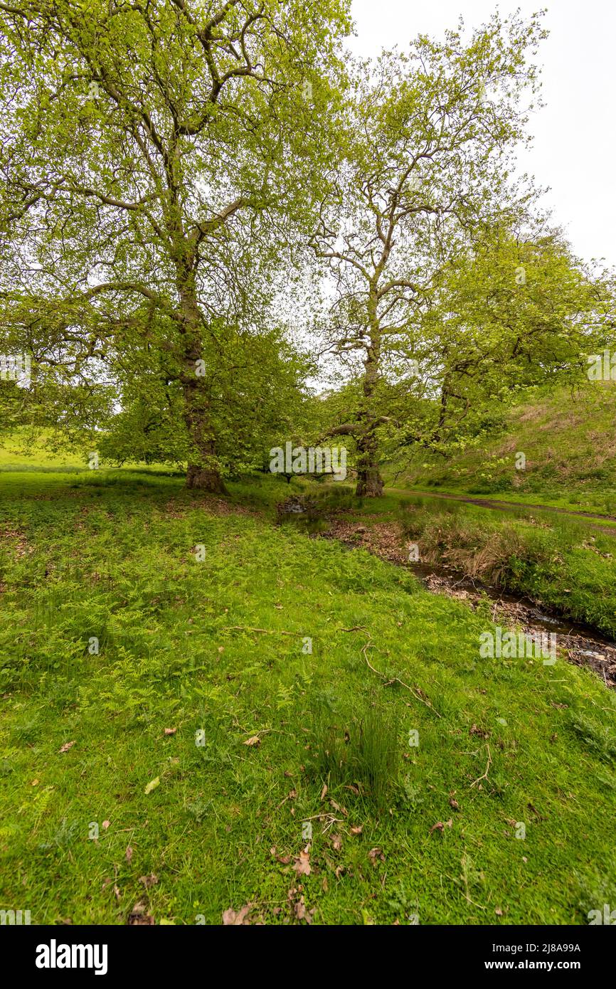 Large scaly plates hi-res stock photography and images - Alamy