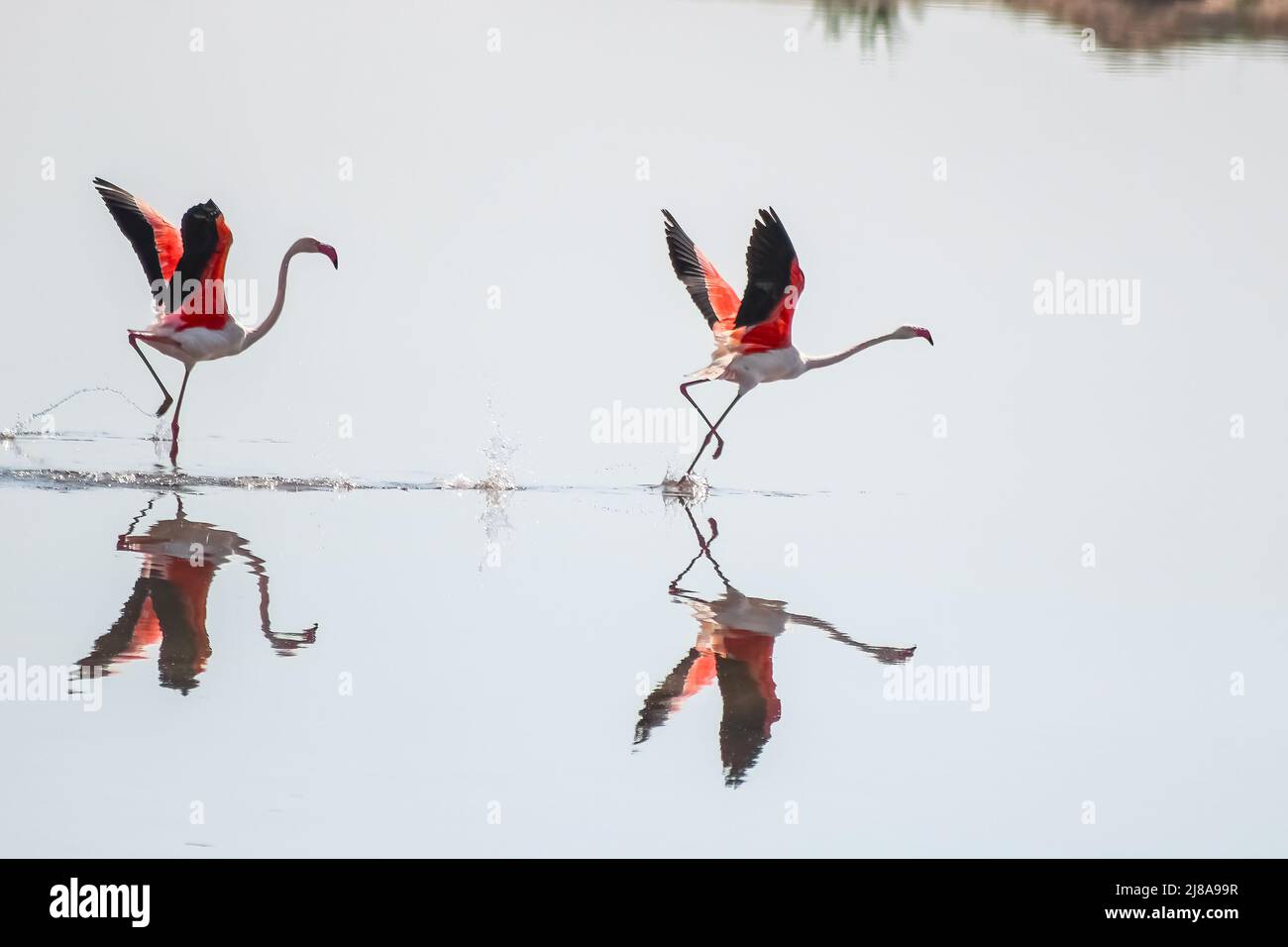 Flamingo running hi-res stock photography and images - Alamy