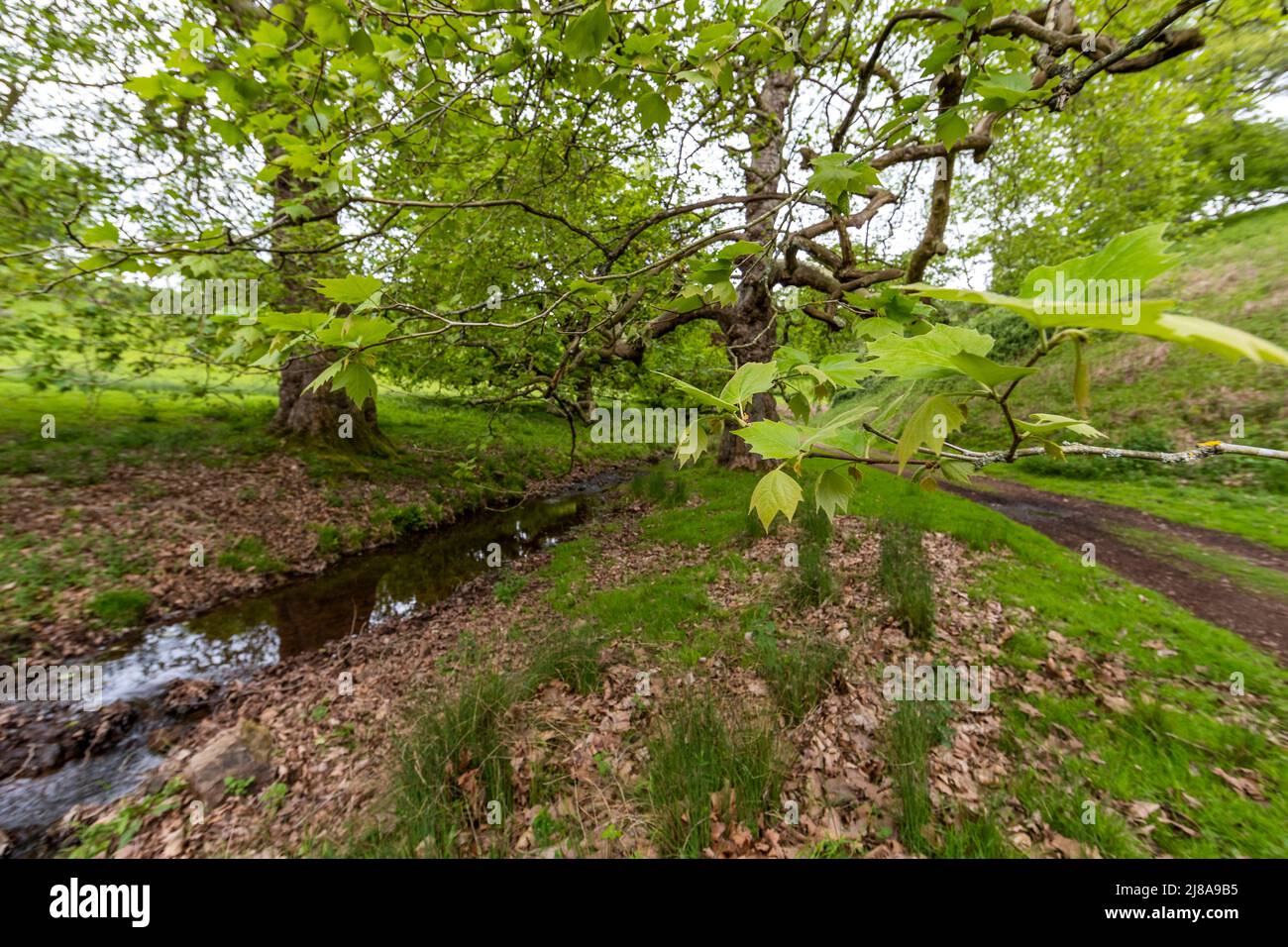 Mature plane platanus acerifolia trees hi-res stock photography and ...