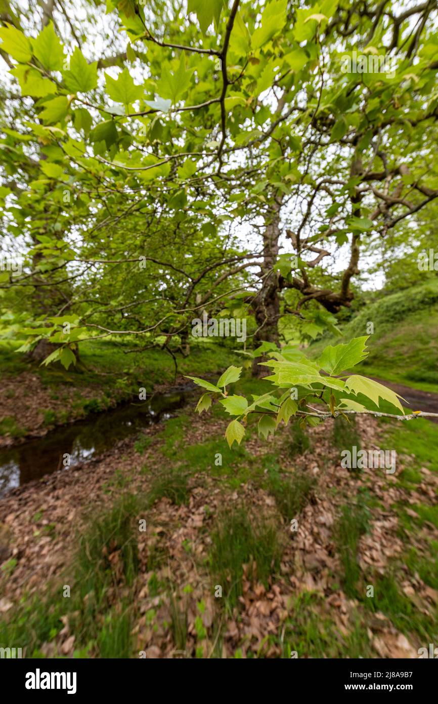 Mature plane platanus acerifolia trees hi-res stock photography and ...