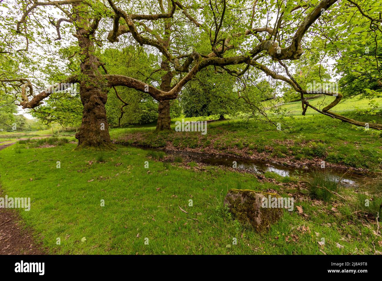 Mature plane platanus acerifolia trees hi-res stock photography and ...