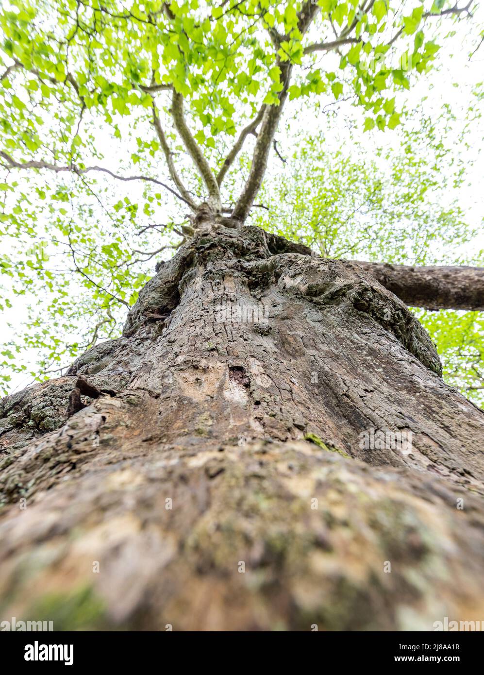 Mature London plane trees, Lydney Park, Gloucestershire. UK Stock Photo ...