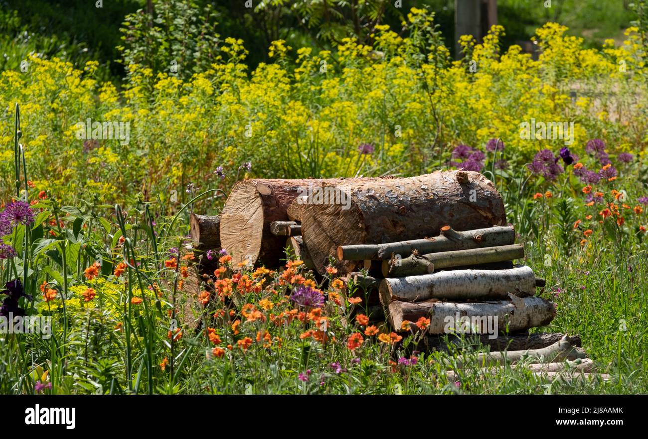Bug hotel, made of a pile of logs, with colourful flowers growing in ...