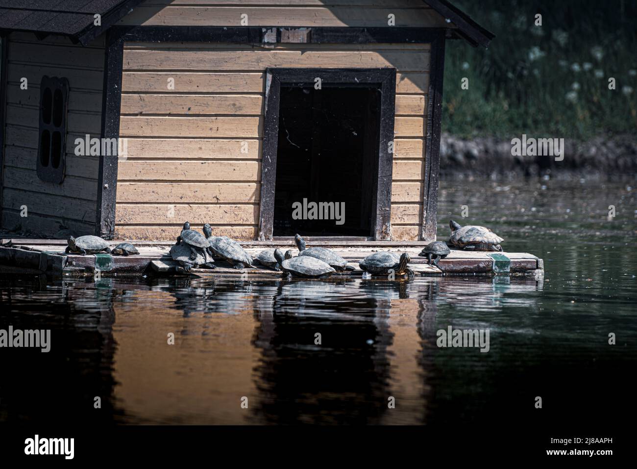Red-eared turtles bask in the sun on a lake in the park. Adult turtles ...