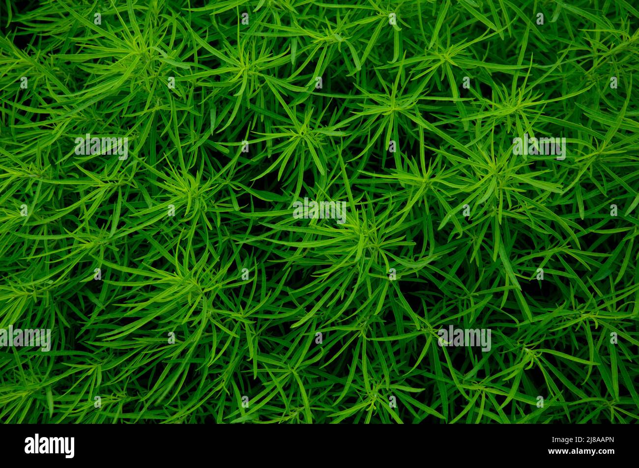 Vegetative background from green leaves and plants. Lush, natural ...