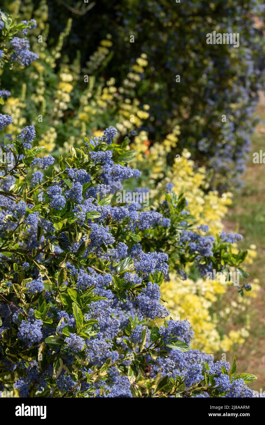 Ceanothus tree with blue flowers which bloom in Photographed in Wisley ...