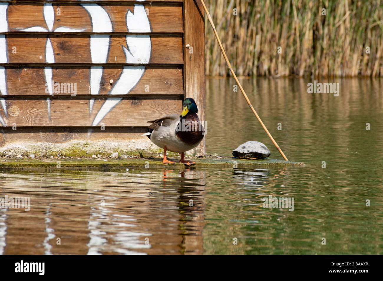 Turtles and ducks hi-res stock photography and images - Alamy