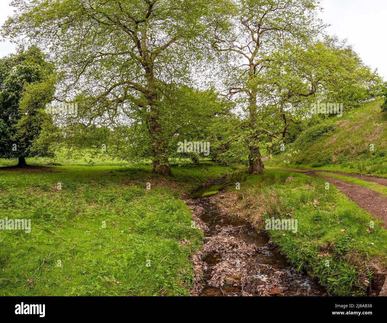 Mature plane platanus acerifolia trees hi-res stock photography and ...
