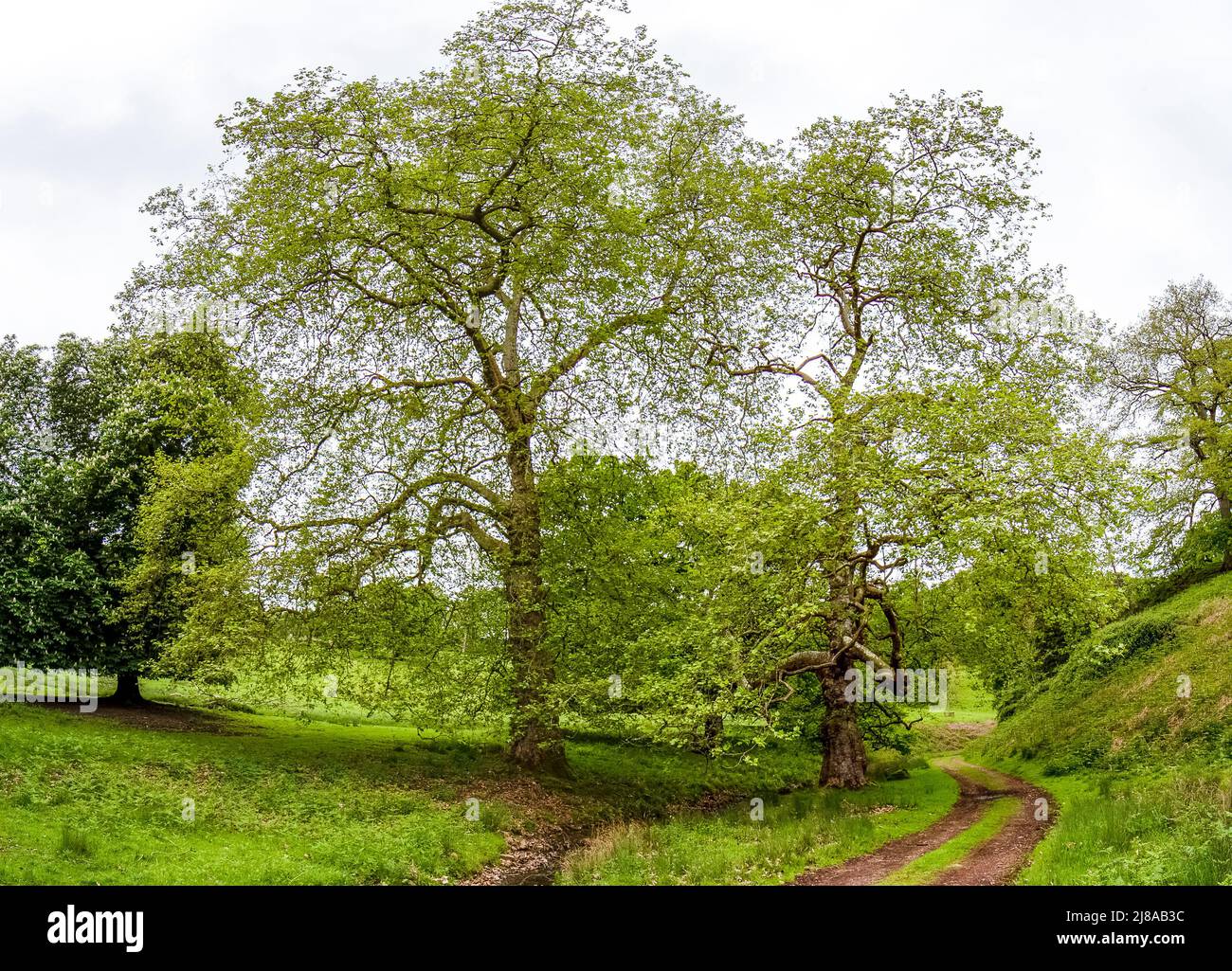 Mature plane trees hi-res stock photography and images - Alamy