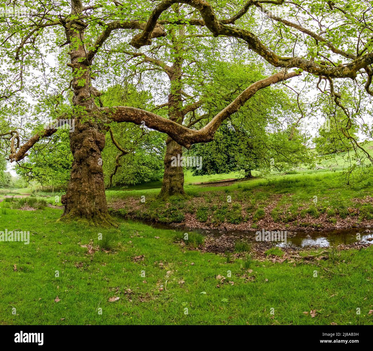 Mature plane platanus acerifolia trees hi-res stock photography and ...