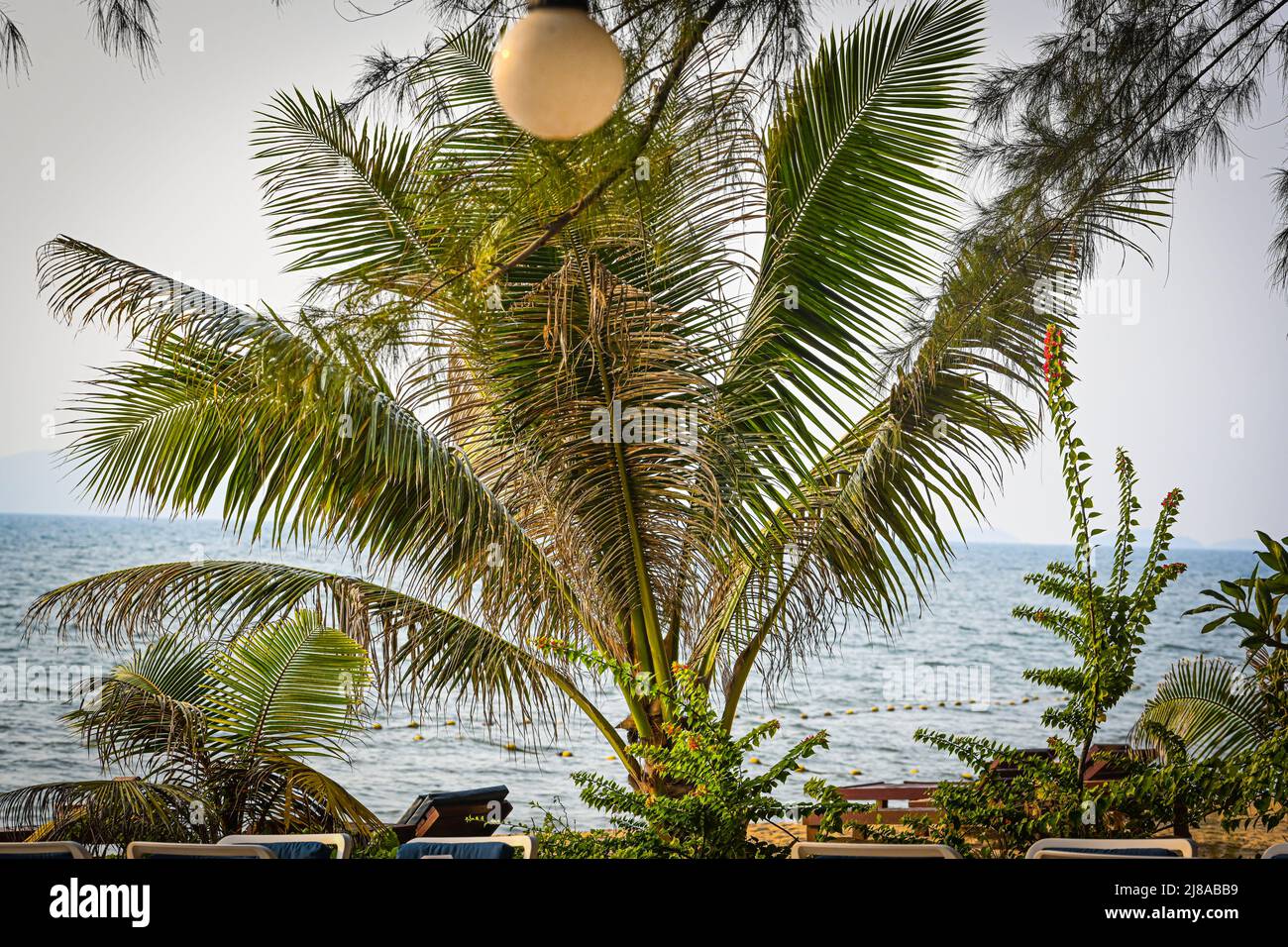 Bacco Beach – Bacco Beach Pattaya – APTR