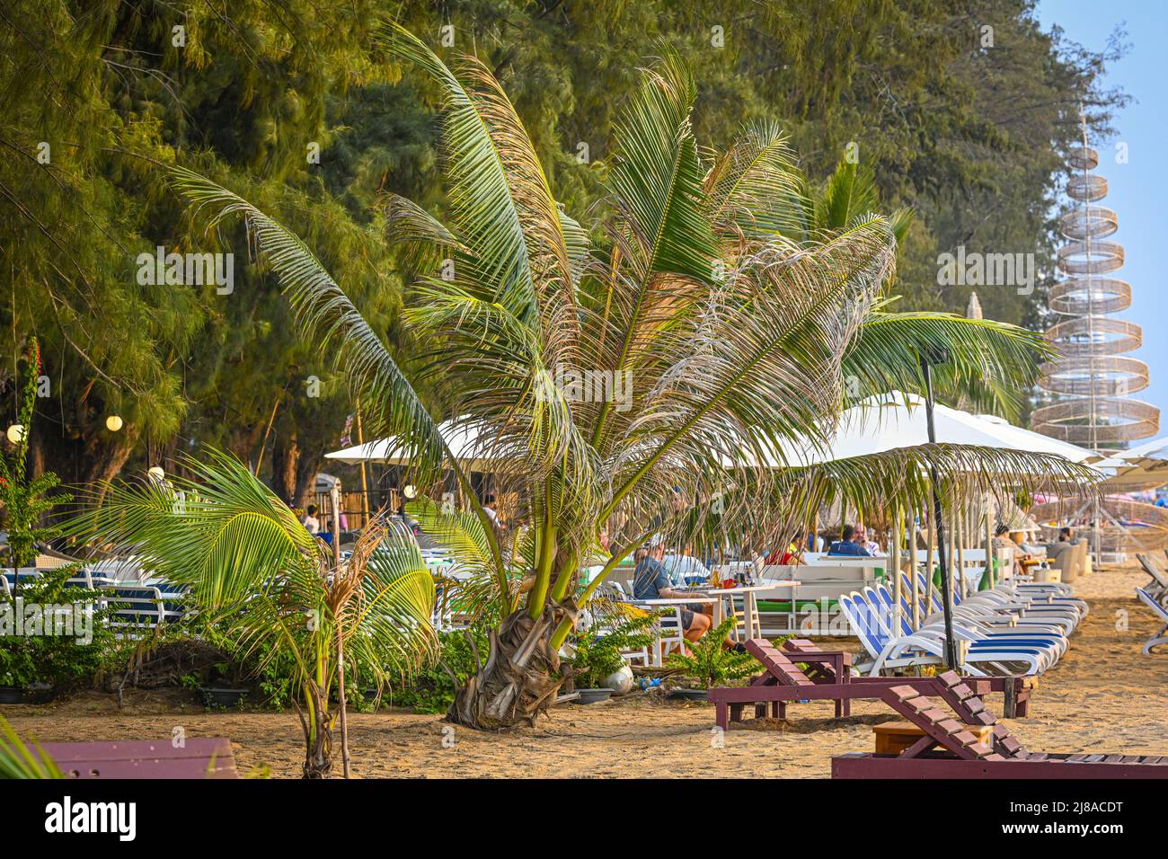 Italian umbrella trees hi-res stock photography and images - Alamy