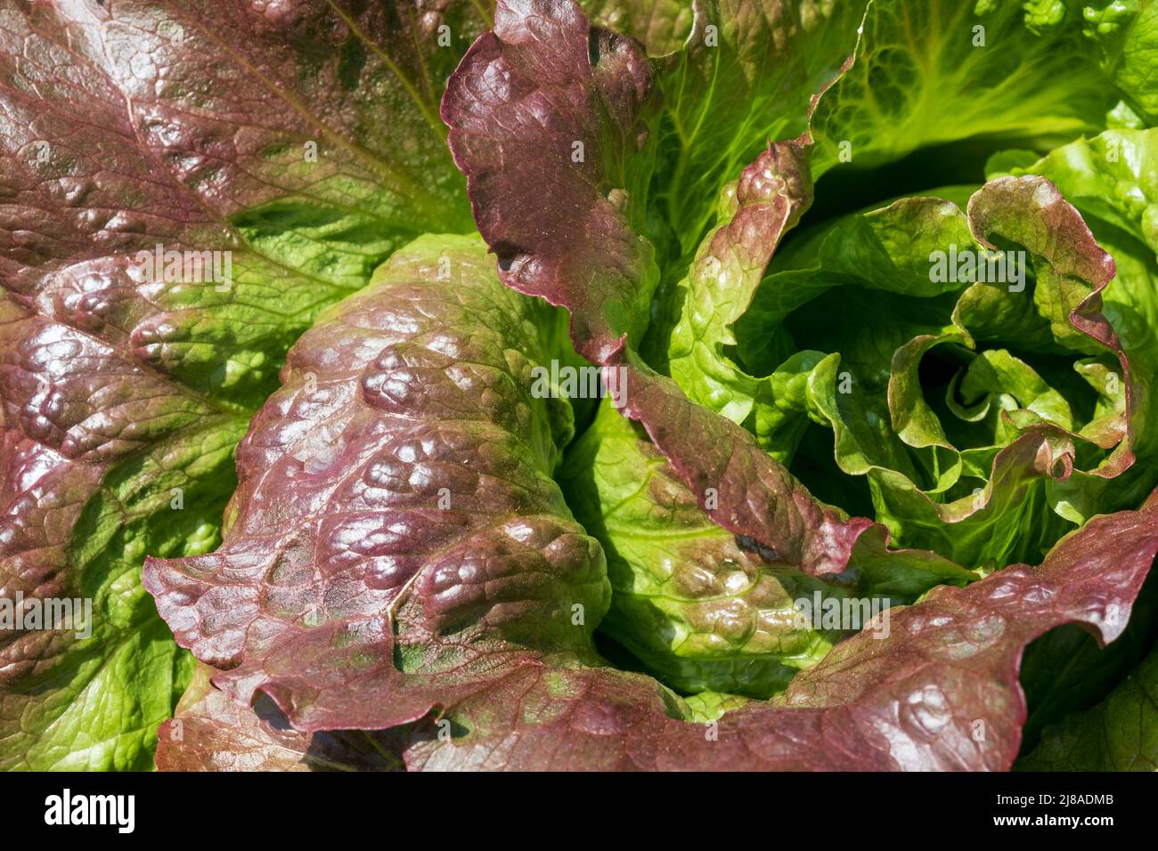 Red iceberg salad lettuce growing in a raised bed at the RHS Wisley ...