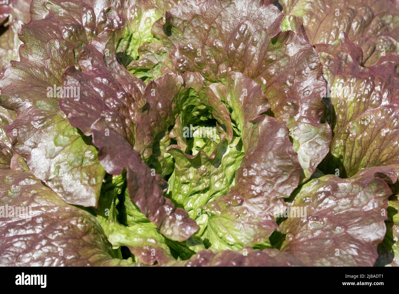 Red iceberg salad lettuce growing in a raised bed at the RHS Wisley ...