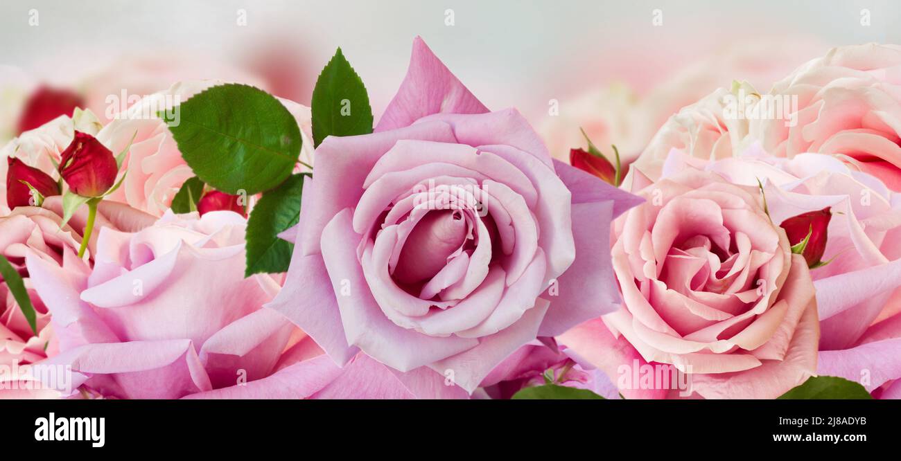 Pink blooming roses Stock Photo - Alamy
