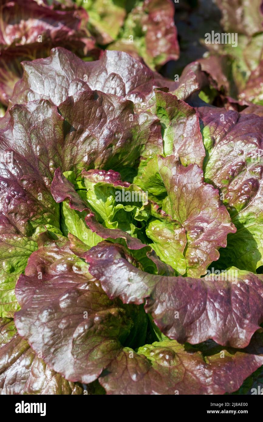 Red iceberg salad lettuce growing in a raised bed at the RHS Wisley ...
