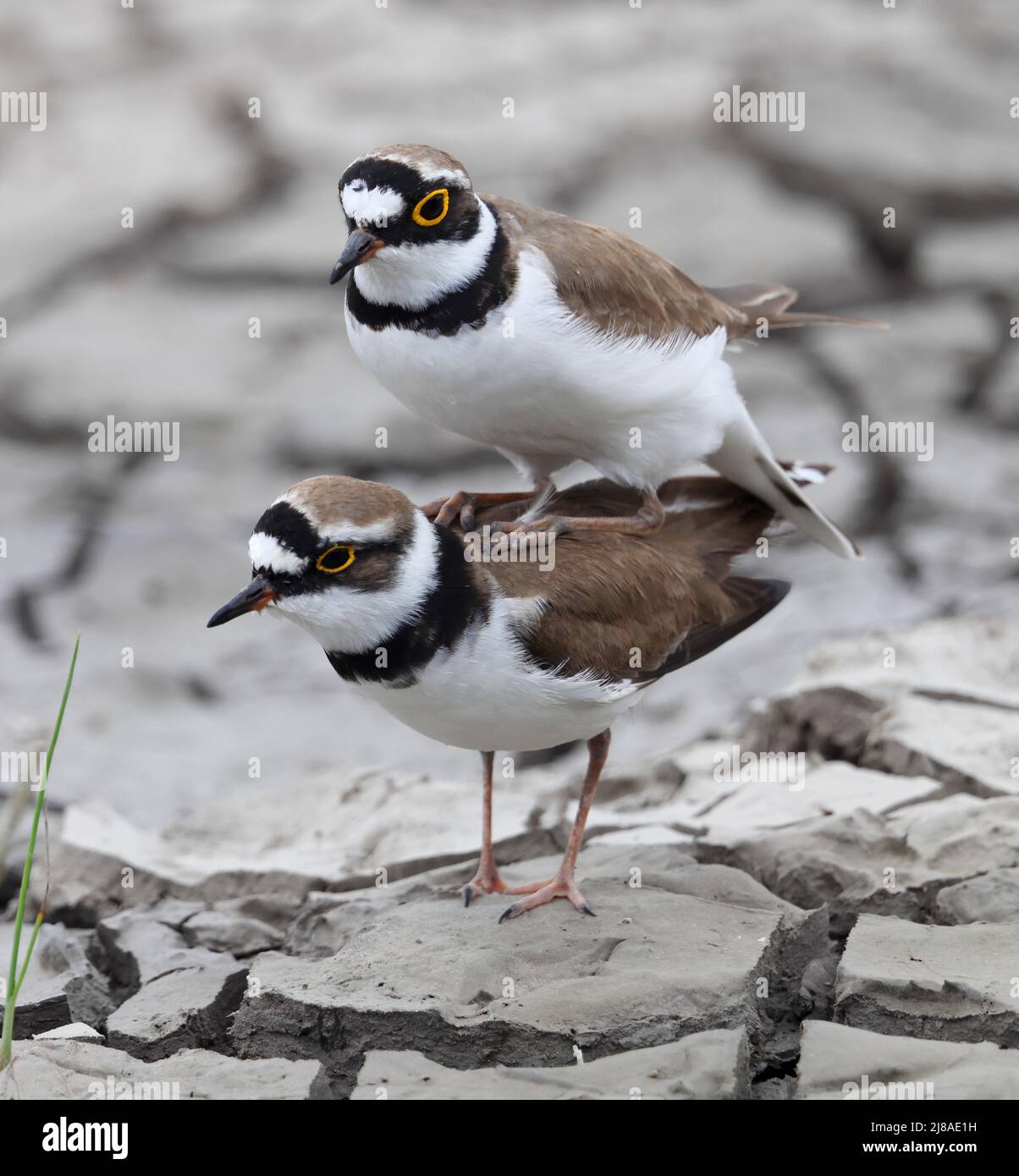 Little Ringed Plover in breeding mode at S'Albufera Wetland Majorca ...