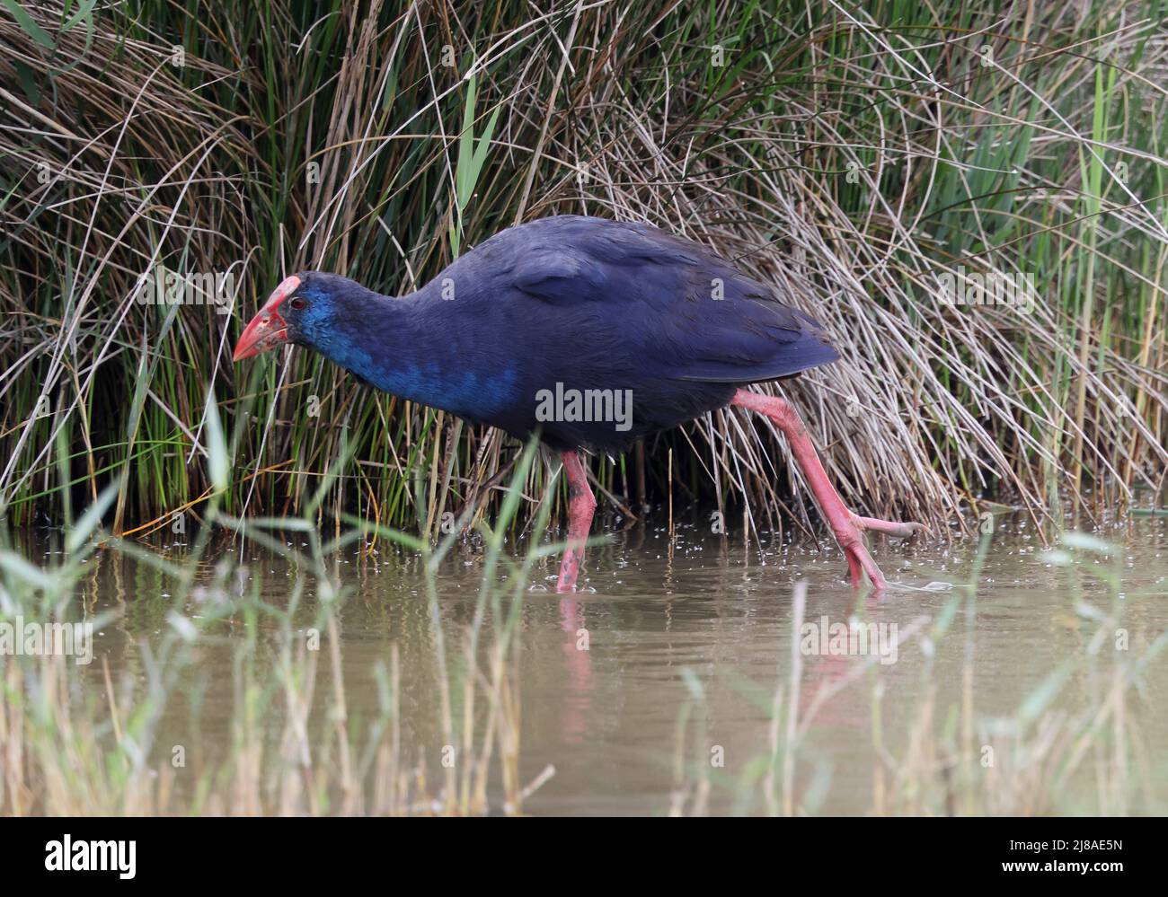 Purple Gallinule in the S'Albufera Wetland Majorca Stock Photo - Alamy