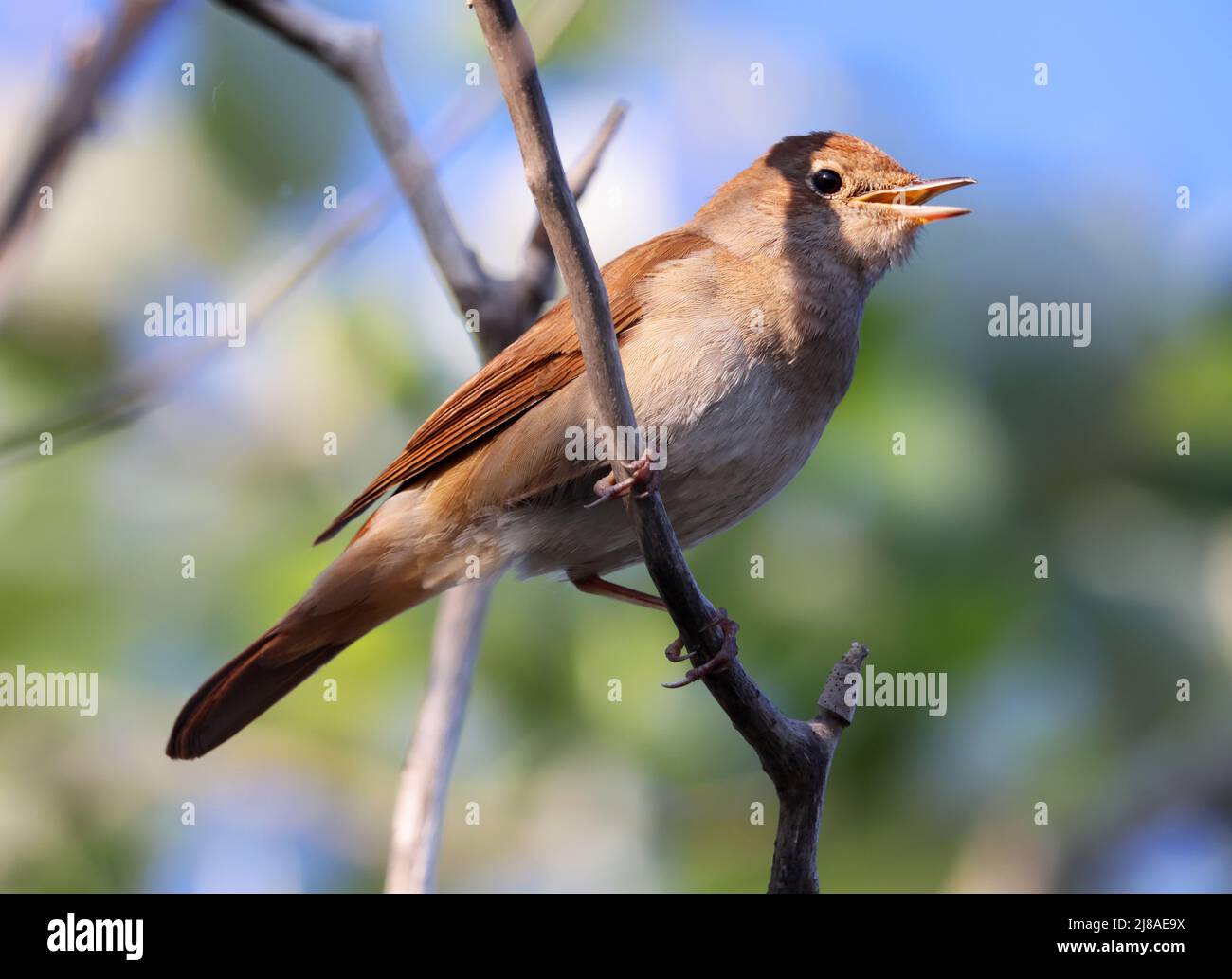 Nightingale along the canal path at S'Albufera Majorca Stock Photo - Alamy