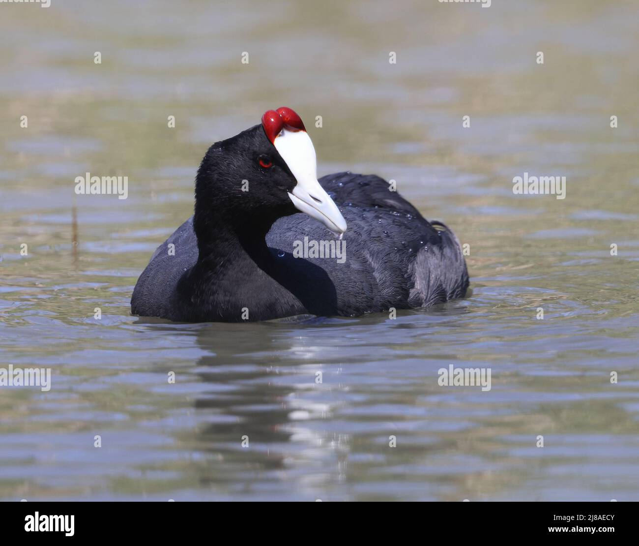 Red Knobbed Coot in S'Albufera Wetland Majorca Stock Photo - Alamy