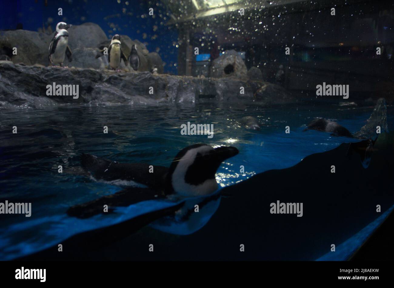Blue penguins penguin hi-res stock photography and images - Alamy