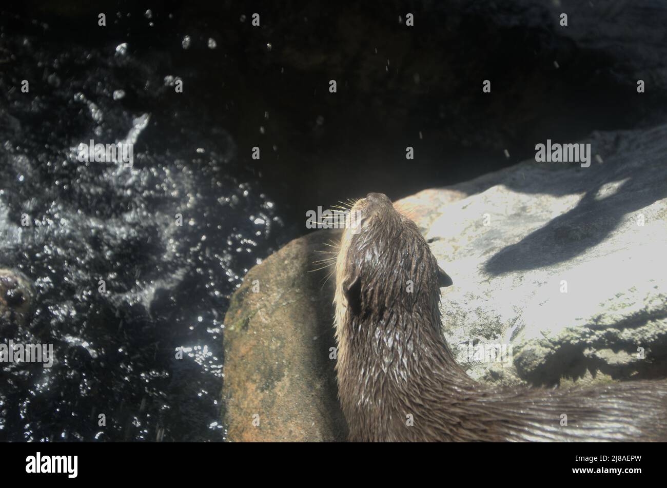 Otter close up hi-res stock photography and images - Alamy