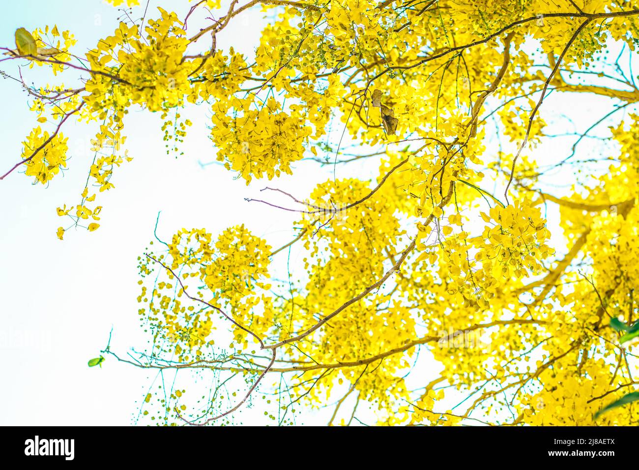 Yellow flowers in bloom. Beautiful bouquet with tropical flowers and ...