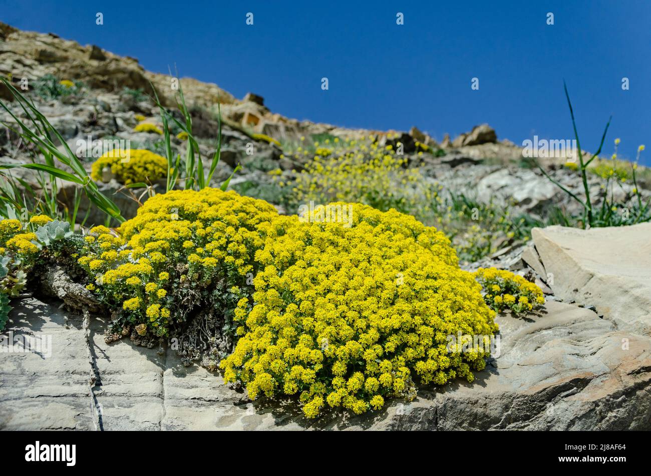 Basalt rock with gold flower blossoms - Aurinia Saxatilis Stock Photo ...